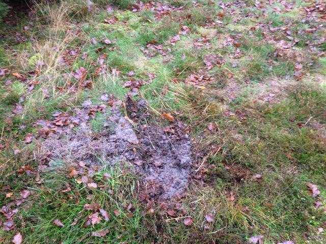 Specialist scrub removal | RHD Contractors, Midhurst, West Sussex